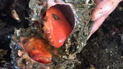 「活岩石」Pyura chilensis：流著金屬血液的奇特生物 | 明日科學