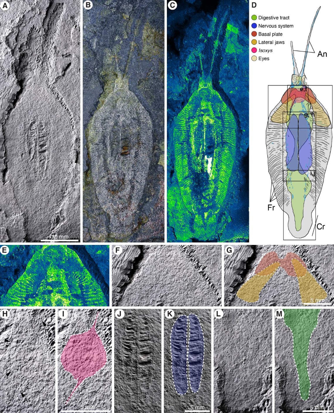 箭蟲祖先真相大白 寒武紀「Nektognathus」證實頂級掠食者身分 | 明日科學