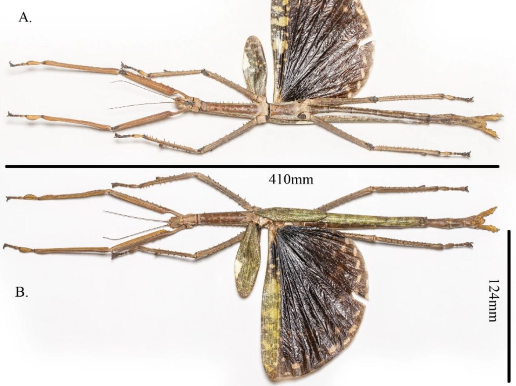 澳洲發現新巨型竹節蟲 刷新最重昆蟲紀錄 | 明日科學